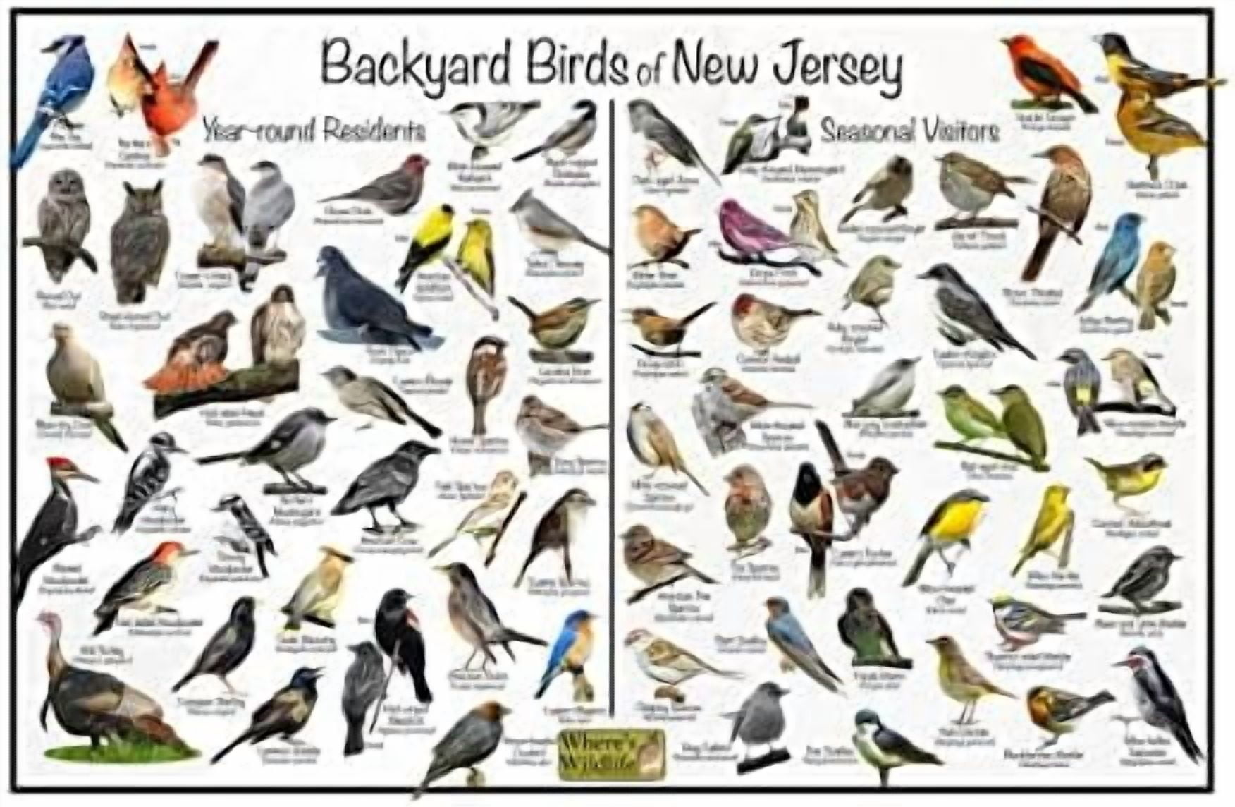 Backyard Birds of New Jersey Bird Identification Poster Divided into ...