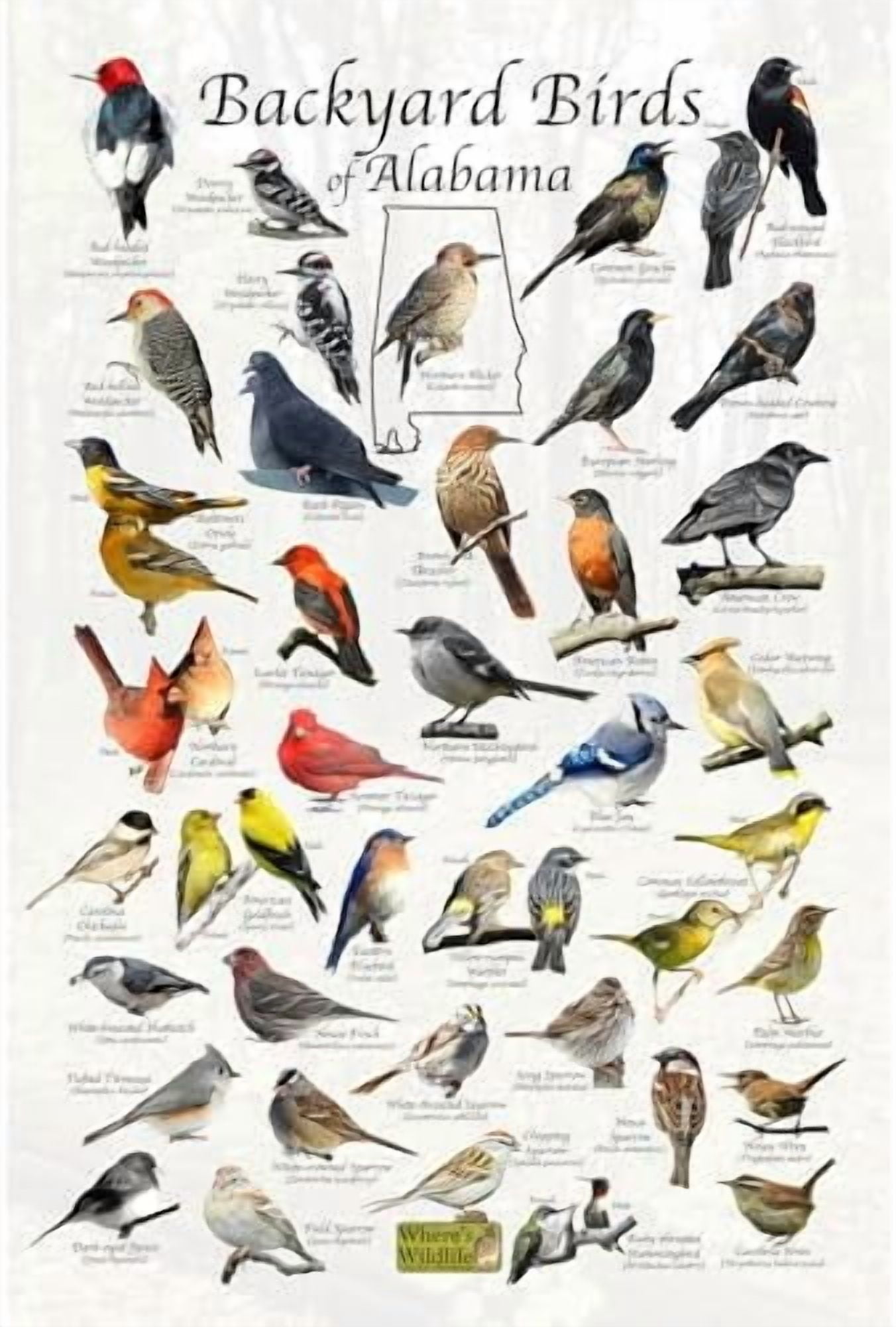 Backyard Birds of Alabama Bird Identification Poster (12" x 18 ...