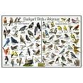 Backyard Birds of Arkansas Bird Identification Poster - Birdwatching ...