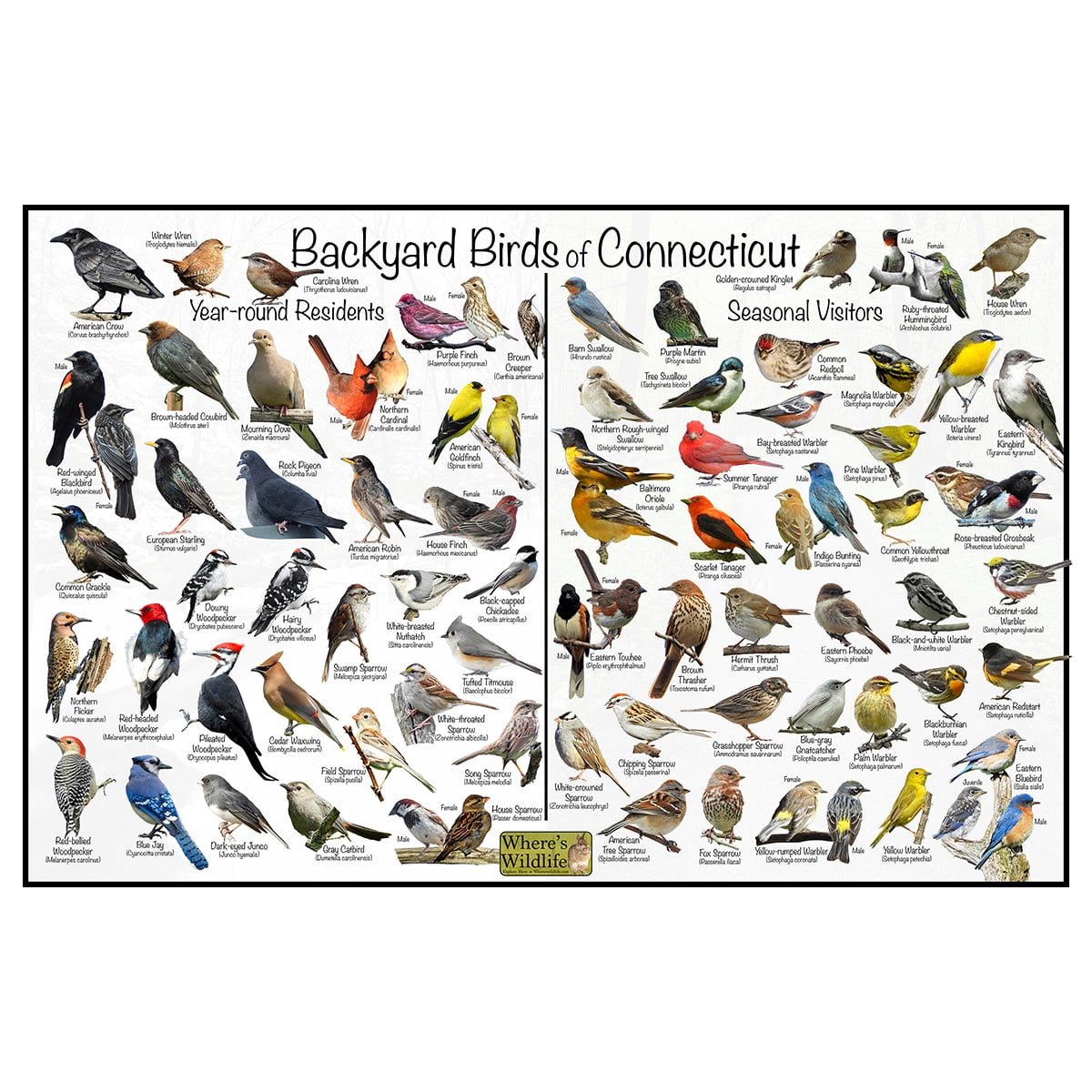 Backyard Birds of Connecticut Bird Identification Poster - Birdwatching ...
