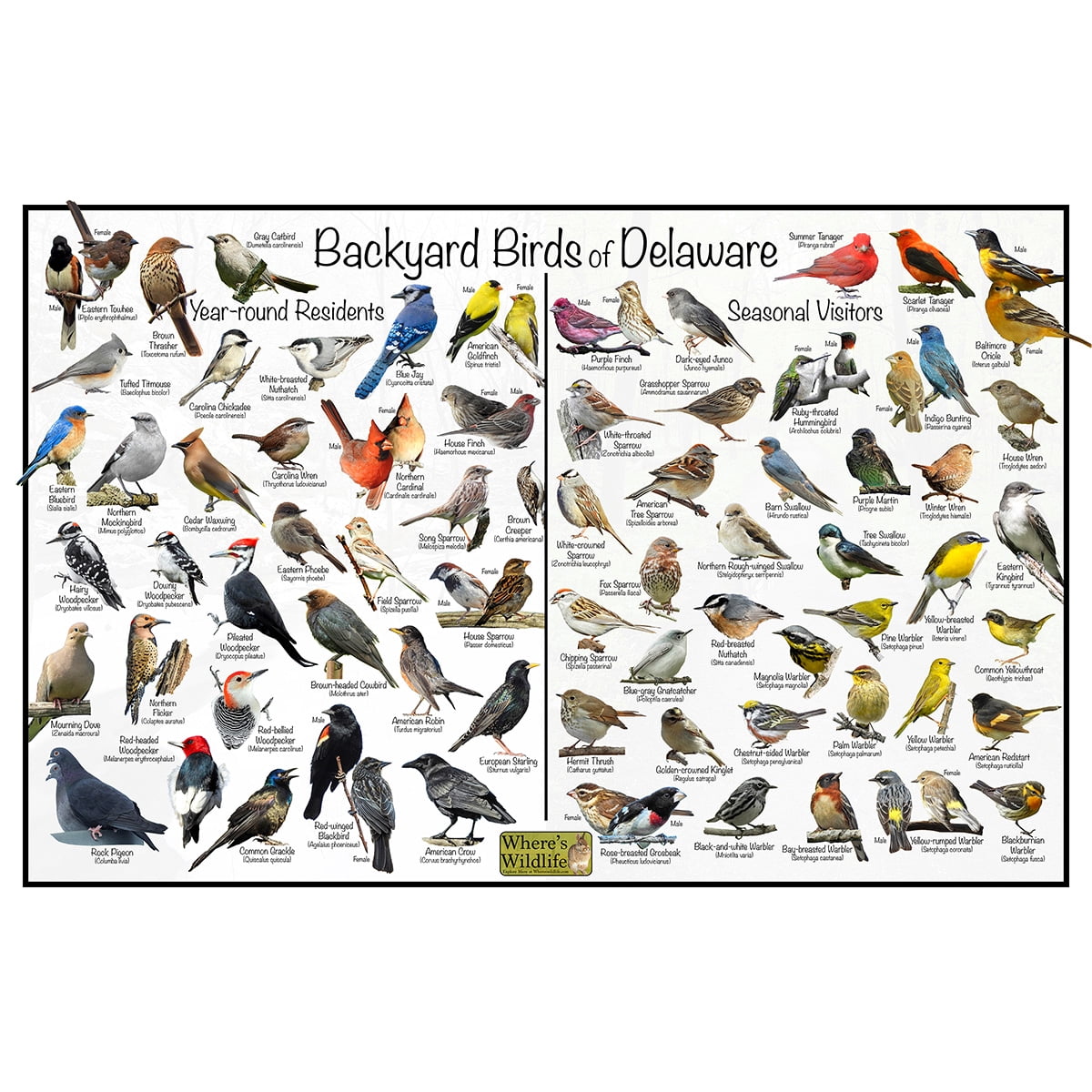 Backyard Birds of Delaware Bird Identification Poster - Birdwatching ...