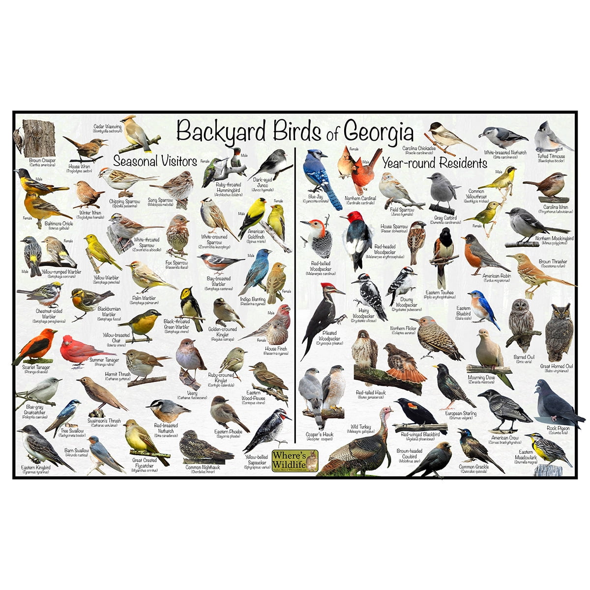 Backyard Birds of Georgia Bird Identification Poster - Birdwatching ...