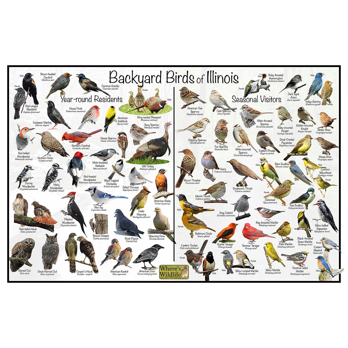 Backyard Birds of Illinois Bird Identification Poster - Birdwatching ...