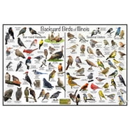 State Birds Poster Identification Chart - Walmart.com