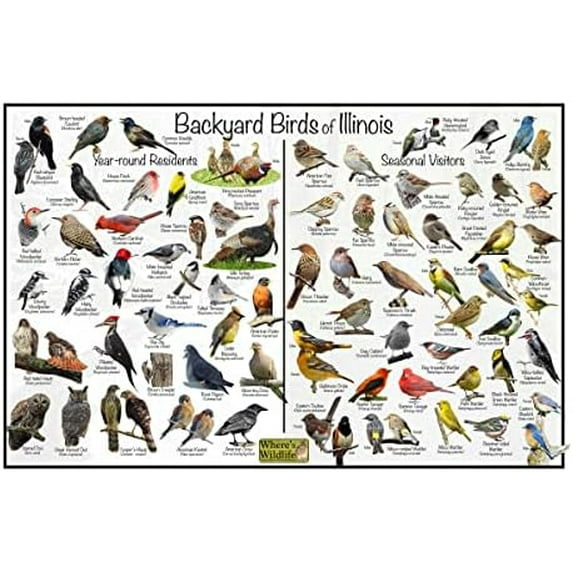 Backyard Birds of Illinois Bird Identification Poster Divided into Year ...