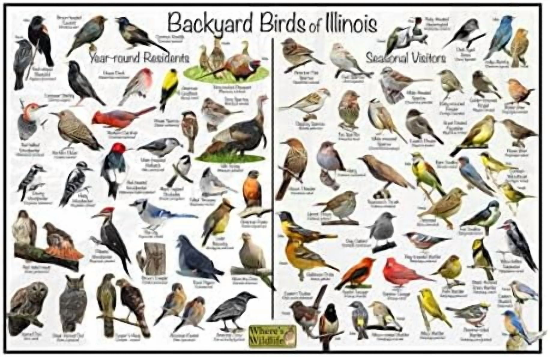 Backyard Birds of Illinois - Laminated Poster - Horizontal Bird ...
