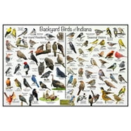 State Birds Poster Identification Chart - Walmart.com