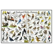 State Birds Poster Identification Chart - Walmart.com