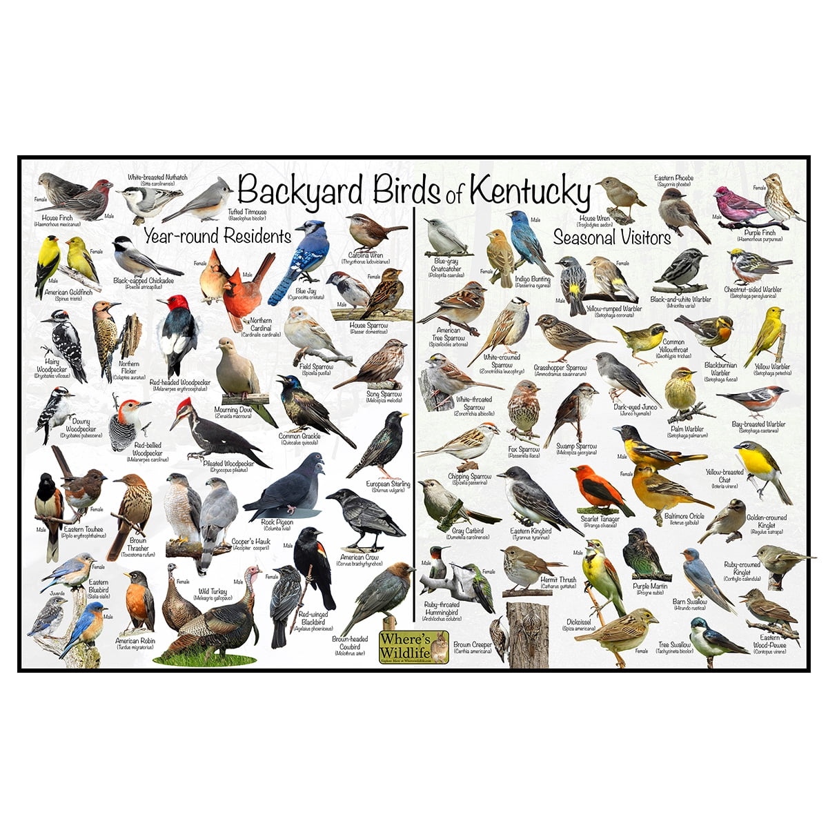 Backyard Birds of Kentucky Bird Identification Poster - Birdwatching ...