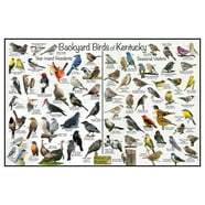 State Birds Poster Identification Chart - Walmart.com
