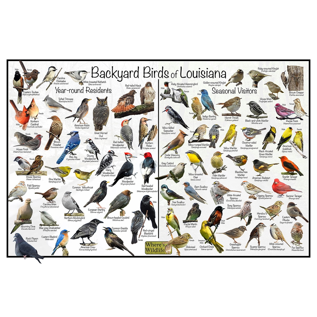 Backyard Birds of Louisiana Bird Identification Poster - Birdwatching ...