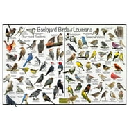 State Birds Poster Identification Chart - Walmart.com