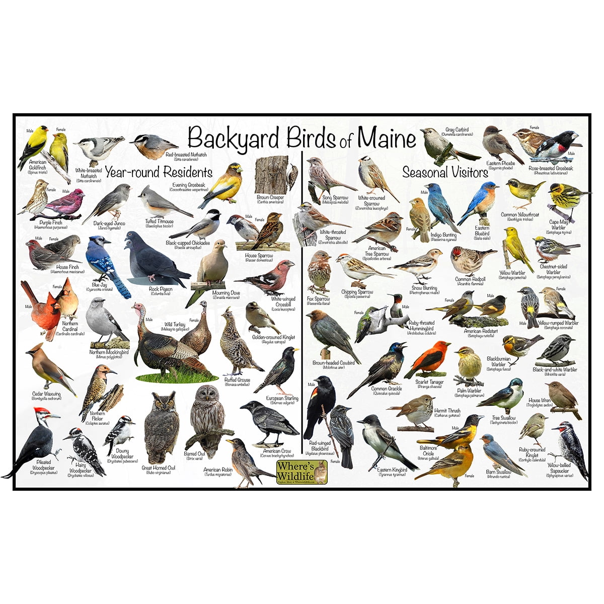 Backyard Birds of Maine Bird Identification Poster - Birdwatching ...