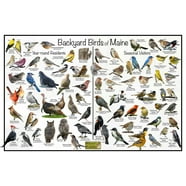 State Birds Poster Identification Chart - Walmart.com