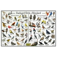 State Birds Poster Identification Chart - Walmart.com