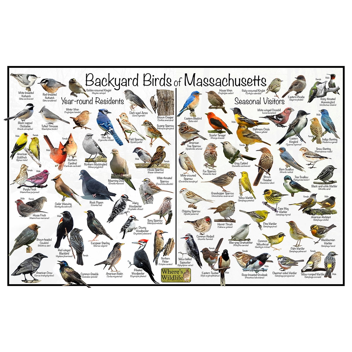 Backyard Birds of Massachusetts Bird Identification Poster ...