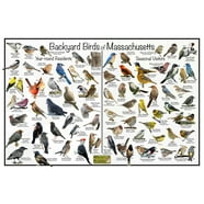 State Birds Poster Identification Chart - Walmart.com