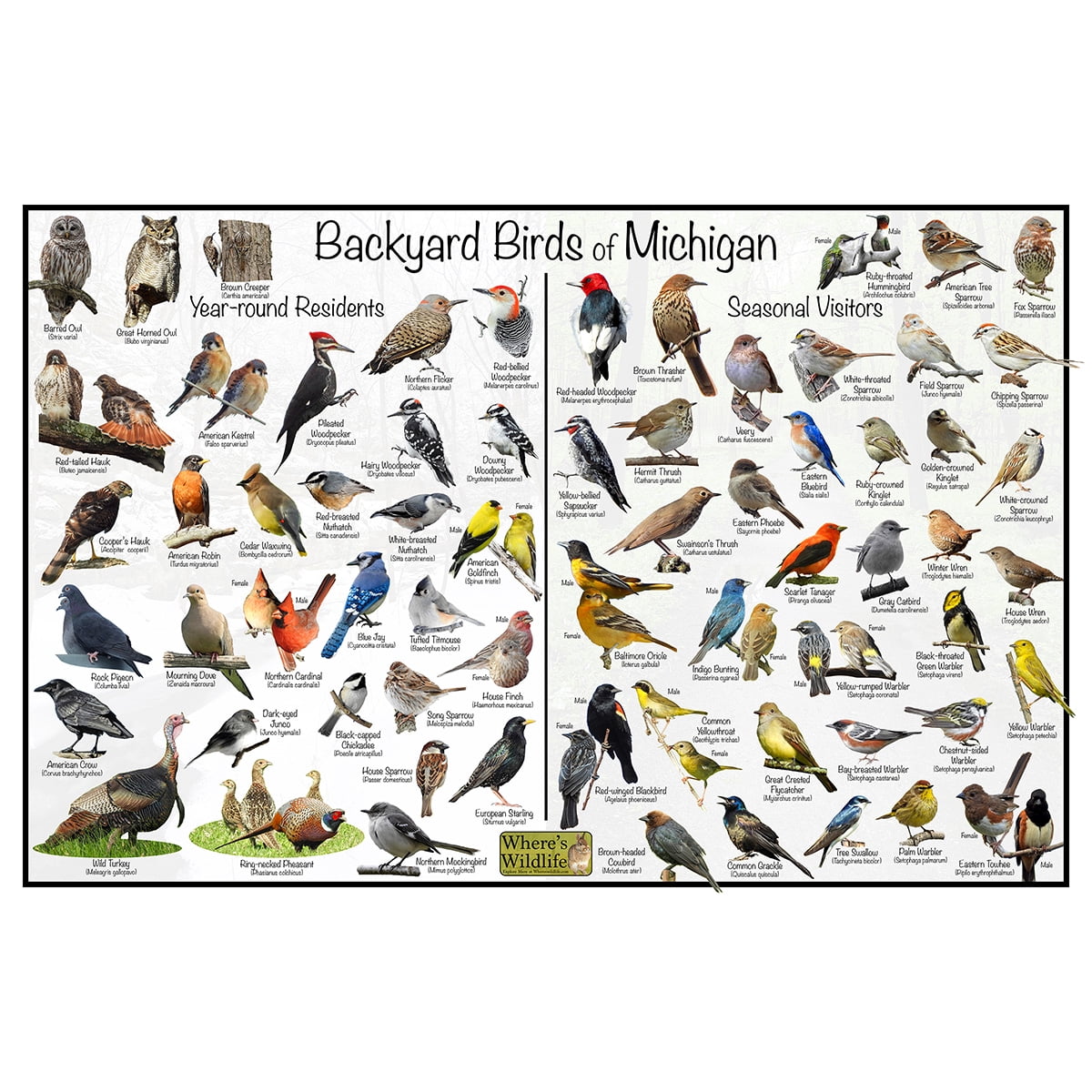 Backyard Birds of Michigan Bird Identification Poster - Birdwatching ...