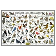 State Birds Poster Identification Chart - Walmart.com