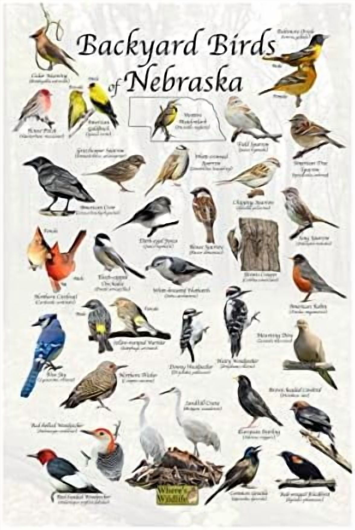 Backyard Birds of Nebraska Bird Identification Poster (20" x 30 ...