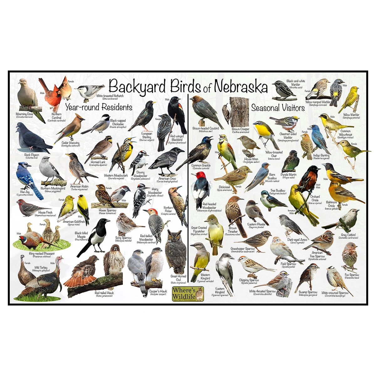 Backyard Birds of Nebraska Bird Identification Poster - Birdwatching ...