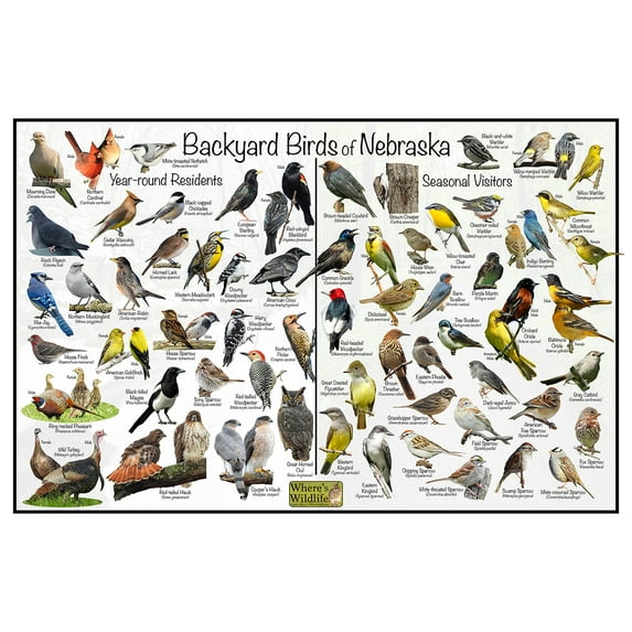 Backyard Birds of Nebraska Bird Identification Poster - Birdwatching ...