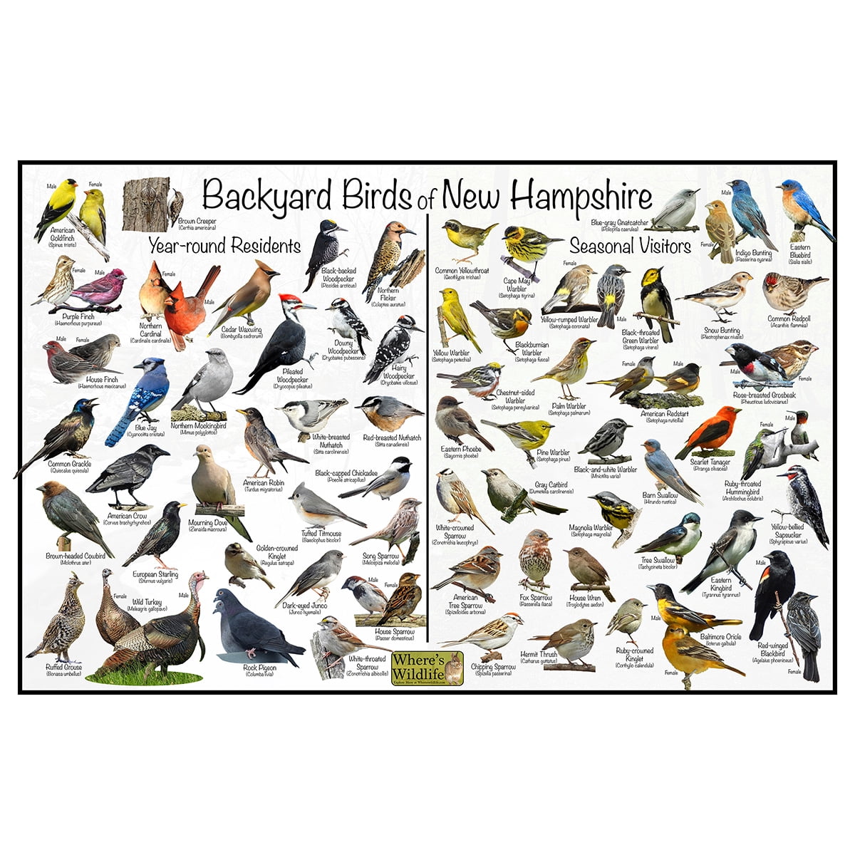 Backyard Birds of New Hampshire Bird Identification Poster ...