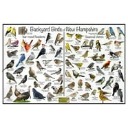 State Birds Poster Identification Chart - Walmart.com