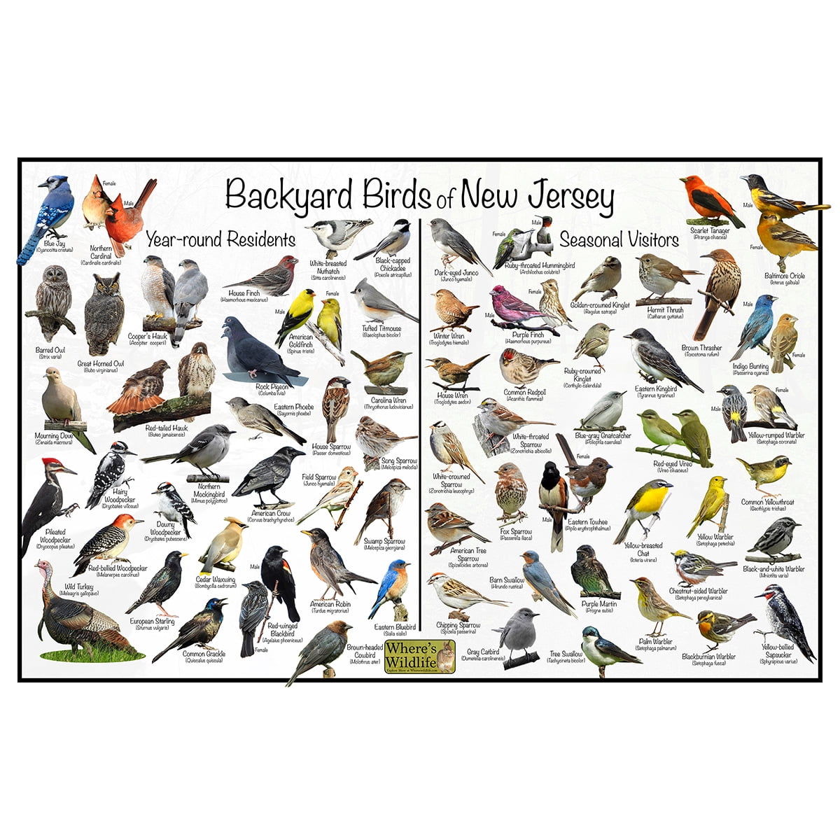 Backyard Birds of New Jersey Bird Identification Poster - Birdwatching ...