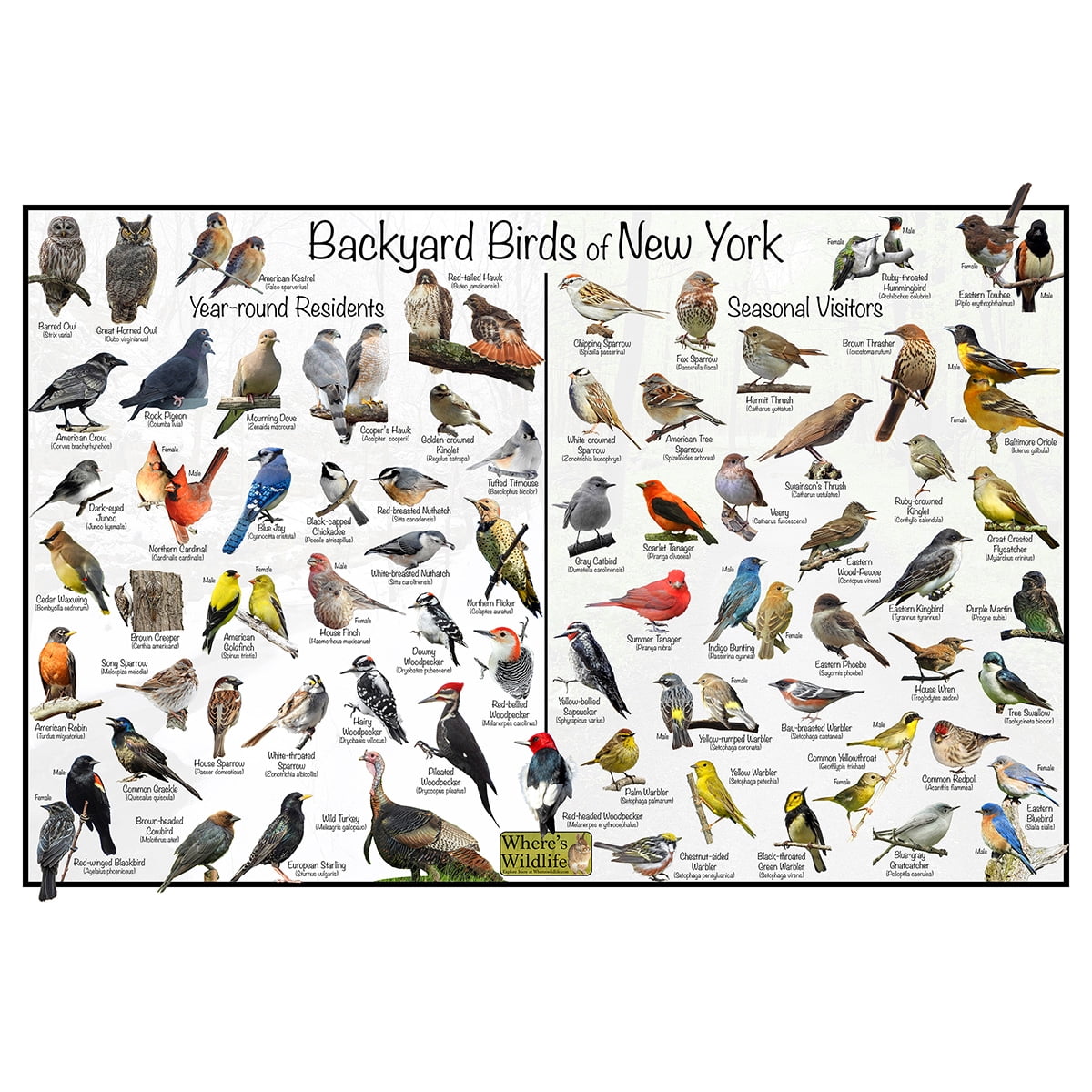 Backyard Birds of New York Bird Identification Poster - Birdwatching ...