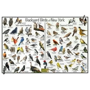 State Birds Poster Identification Chart - Walmart.com