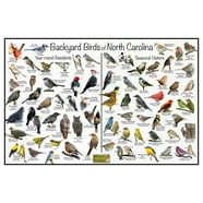 State Birds Poster Identification Chart - Walmart.com