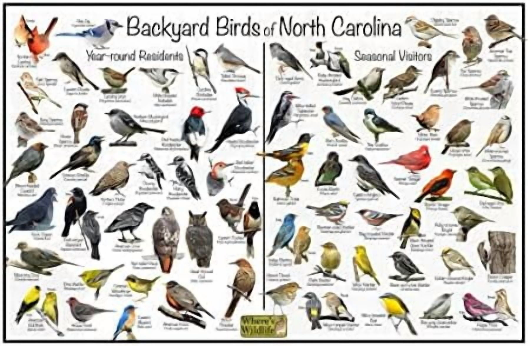 Backyard Birds of North Carolina - Laminated Poster - Horizontal Bird Identification Chart (20 ...