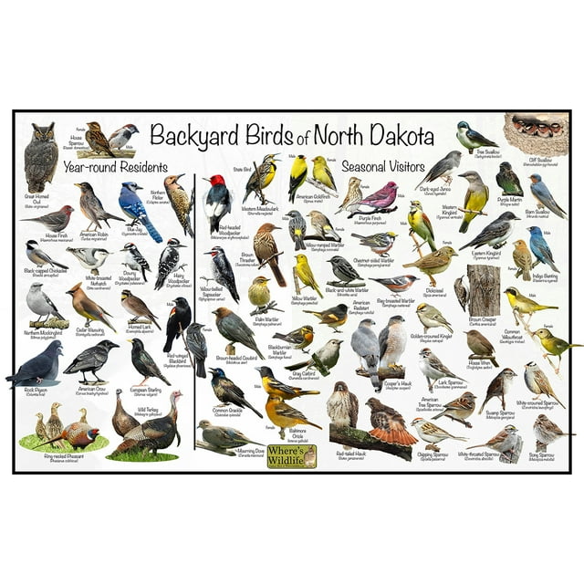 Backyard Birds of North Dakota Bird Identification Poster ...