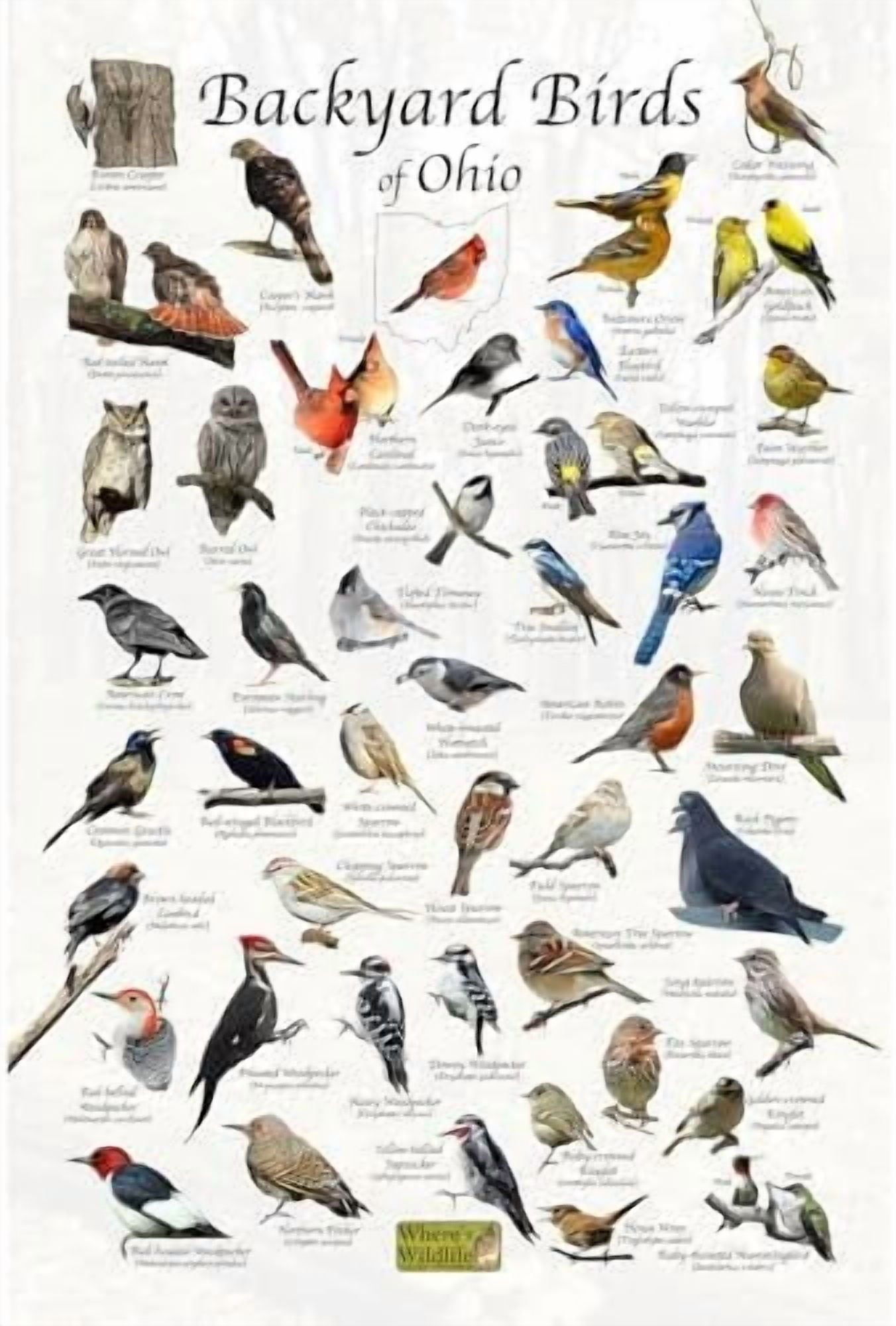Backyard Birds of Ohio - Laminated Bird Identification Poster Chart (12 ...