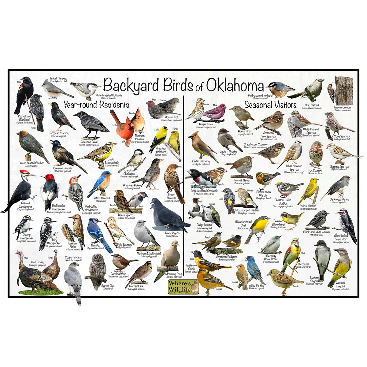 Backyard Birds of Oklahoma Bird Identification Poster - Birdwatching ...