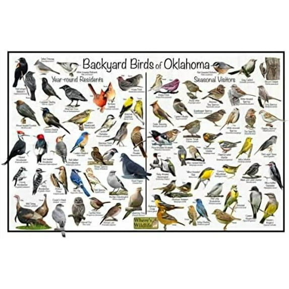Backyard Birds of Oklahoma Bird Identification Poster Divided into Year ...