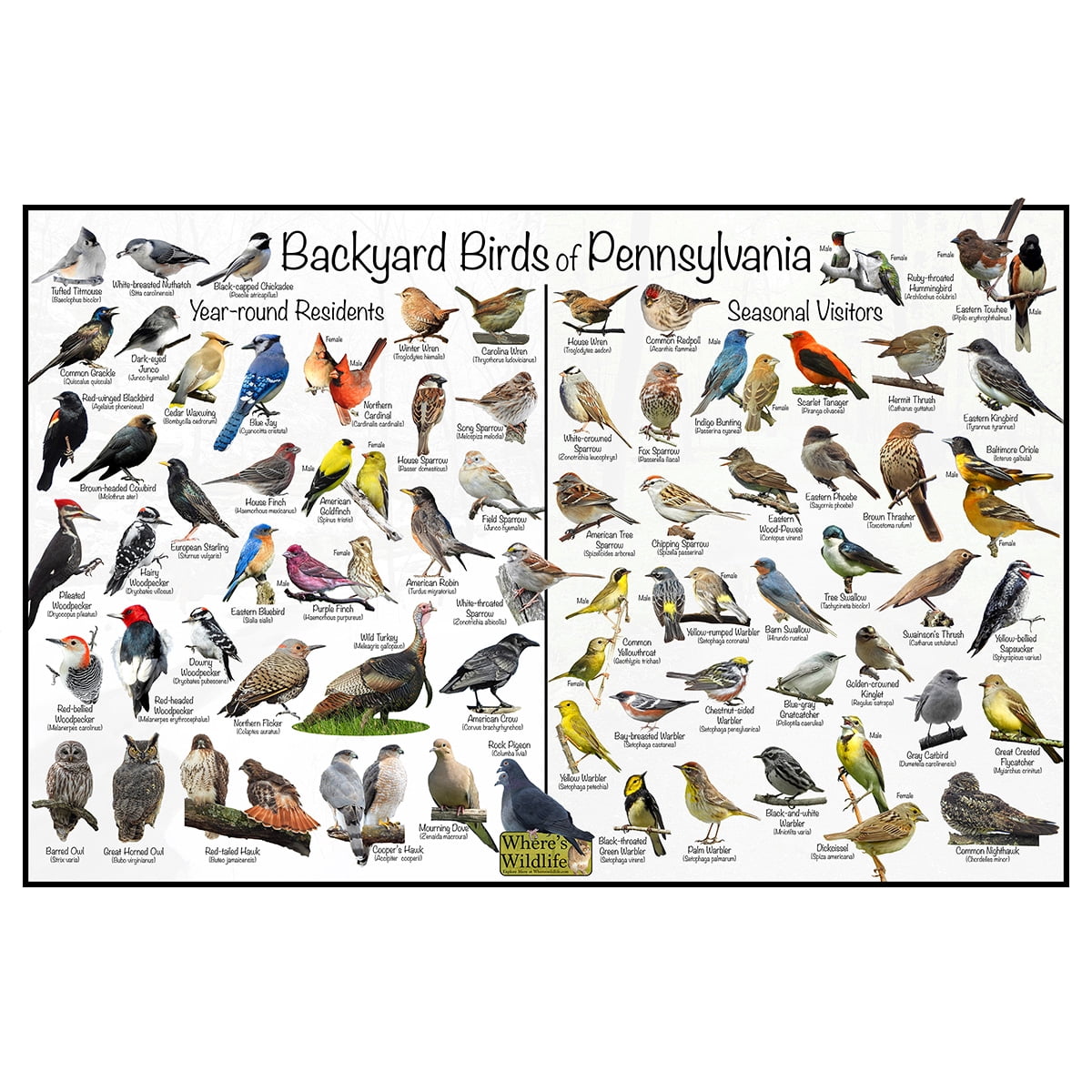 Backyard Birds of Pennsylvania Bird Identification Poster ...