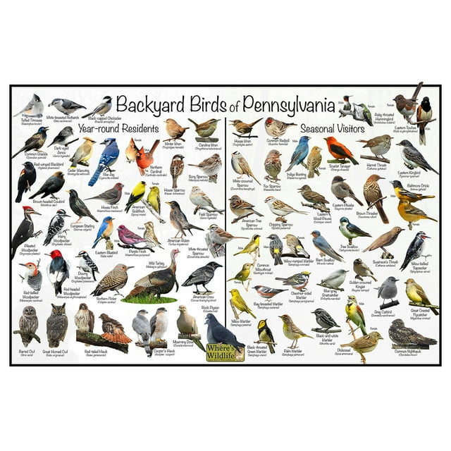Backyard Birds of Pennsylvania Bird Identification Poster ...