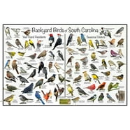 State Birds Poster Identification Chart - Walmart.com