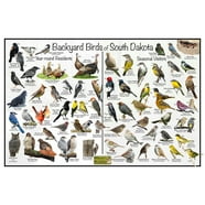 State Birds Poster Identification Chart - Walmart.com