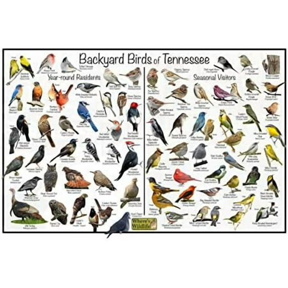 Backyard Birds of Tennessee - Laminated Poster - Horizontal Bird ...
