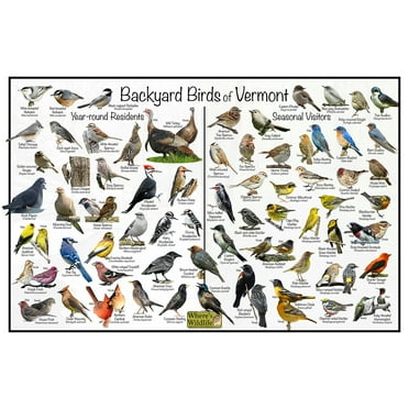 State Birds Poster Identification Chart - Walmart.com