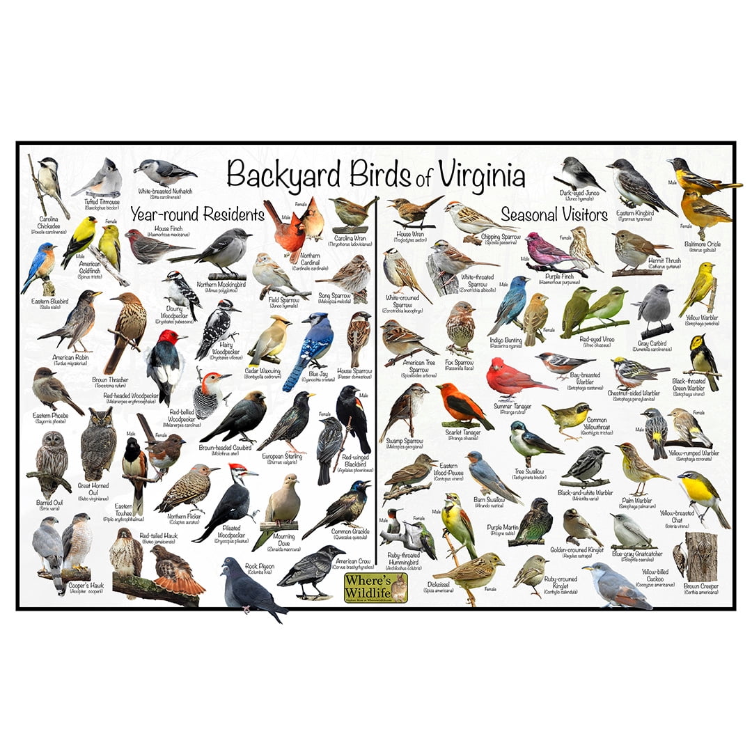 Backyard Birds of Virginia Bird Identification Poster - Birdwatching ...