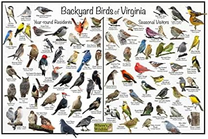Backyard Birds of Virginia Bird Identification Poster Divided into Year ...