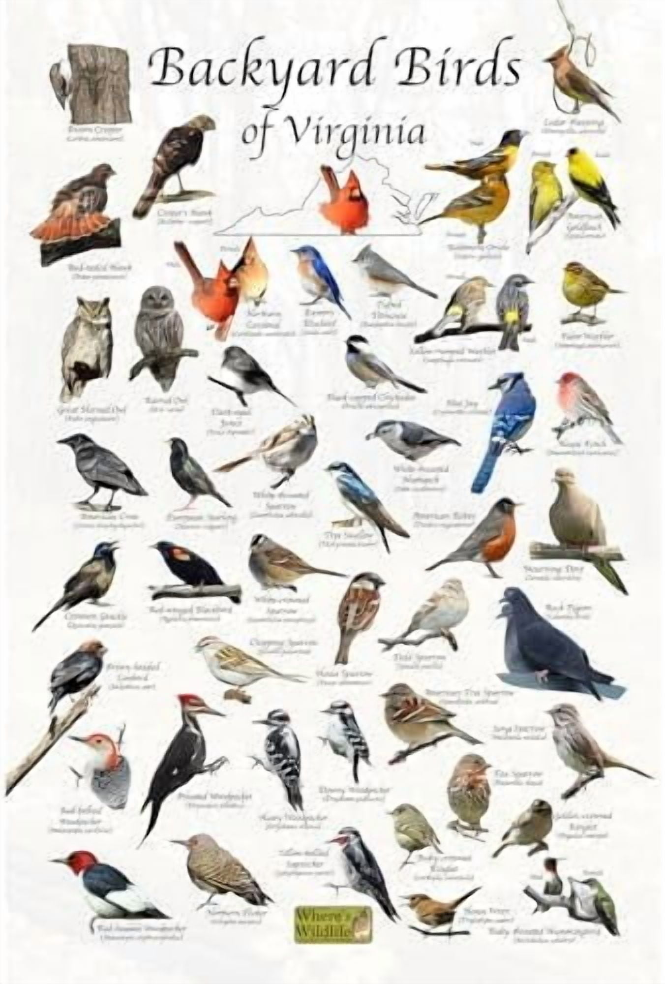 Backyard Birds of Virginia - Laminated Bird Identification Poster Chart ...