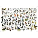 Backyard Birds of West Virginia Bird Identification Poster ...