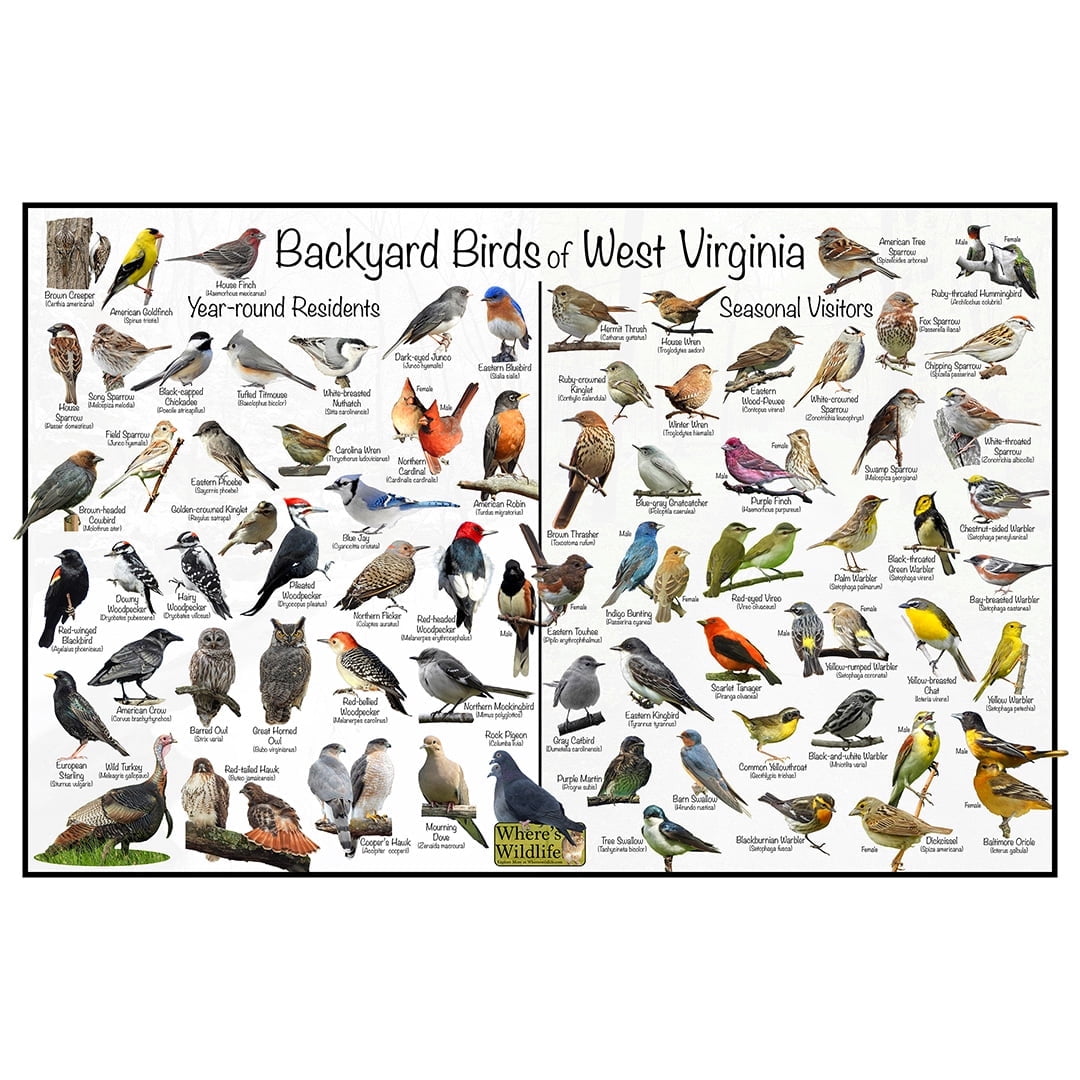 Backyard Birds of West Virginia Bird Identification Poster ...