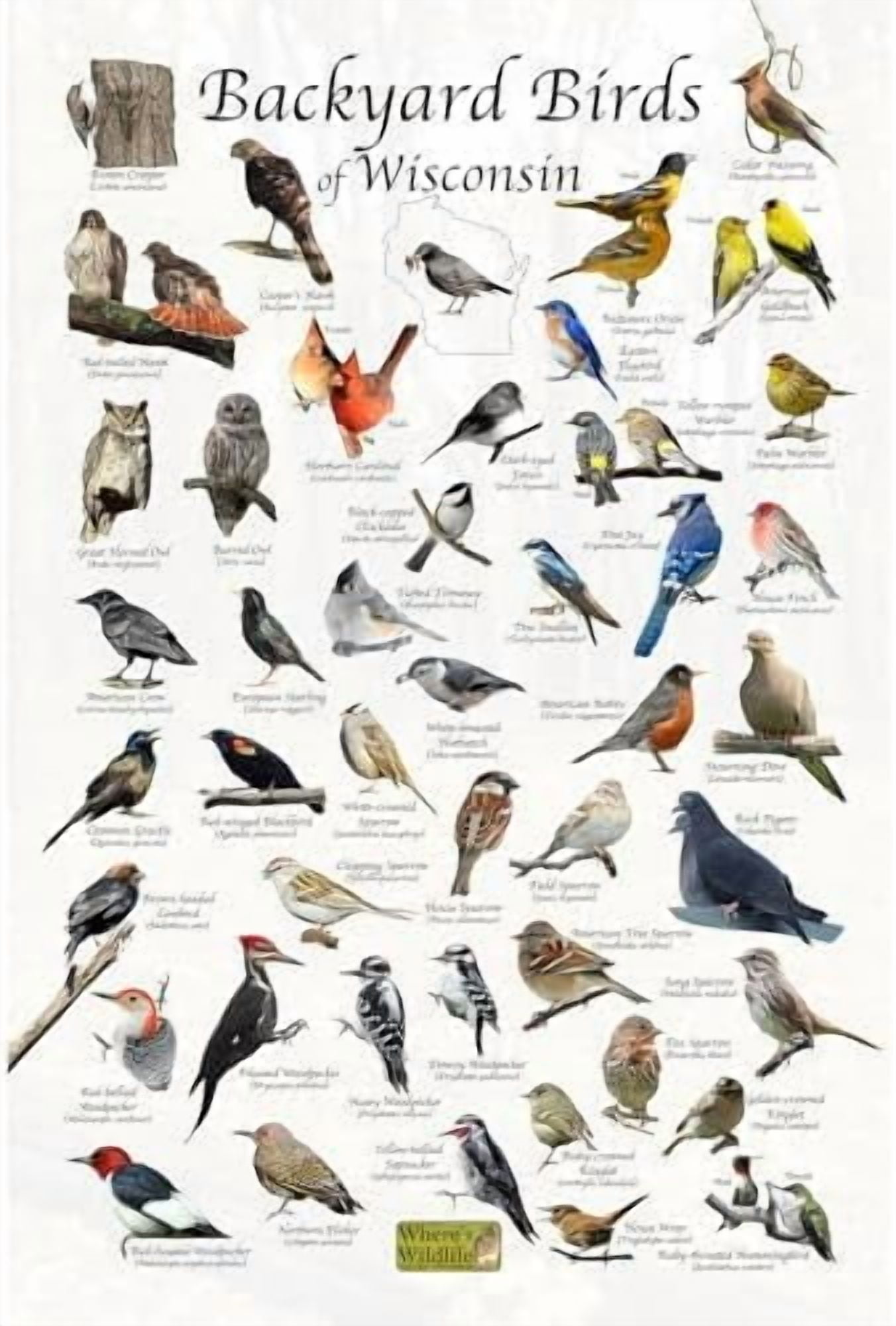 Backyard Birds of Wisconsin Bird Identification Poster (24" x 36 ...