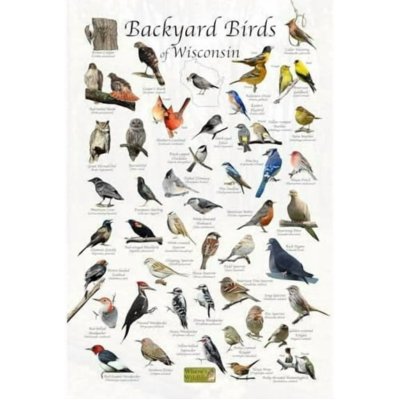 Backyard Birds of Wisconsin Bird Identification Poster (24" x 36 ...